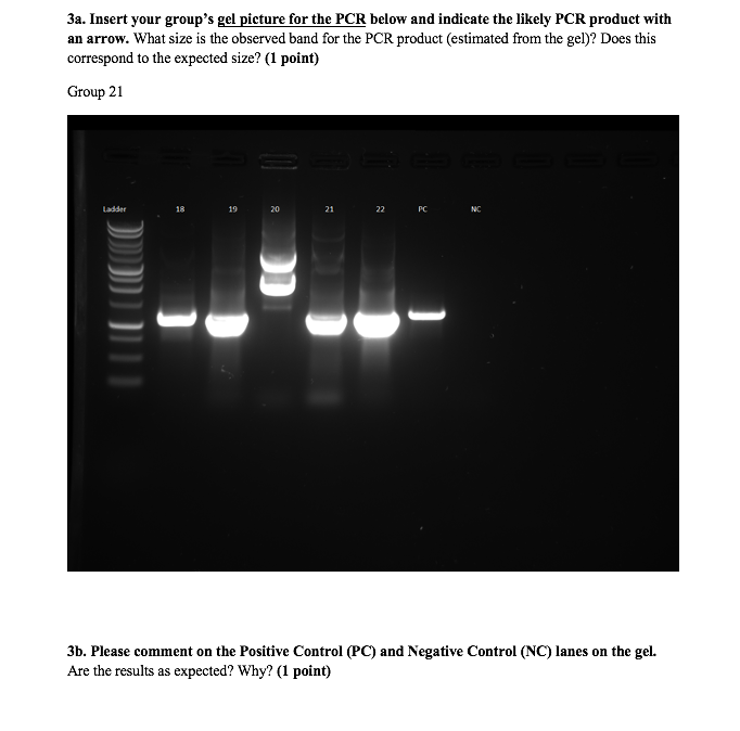 Solved 3a. Insert your group's gel picture for the PCR below | Chegg.com