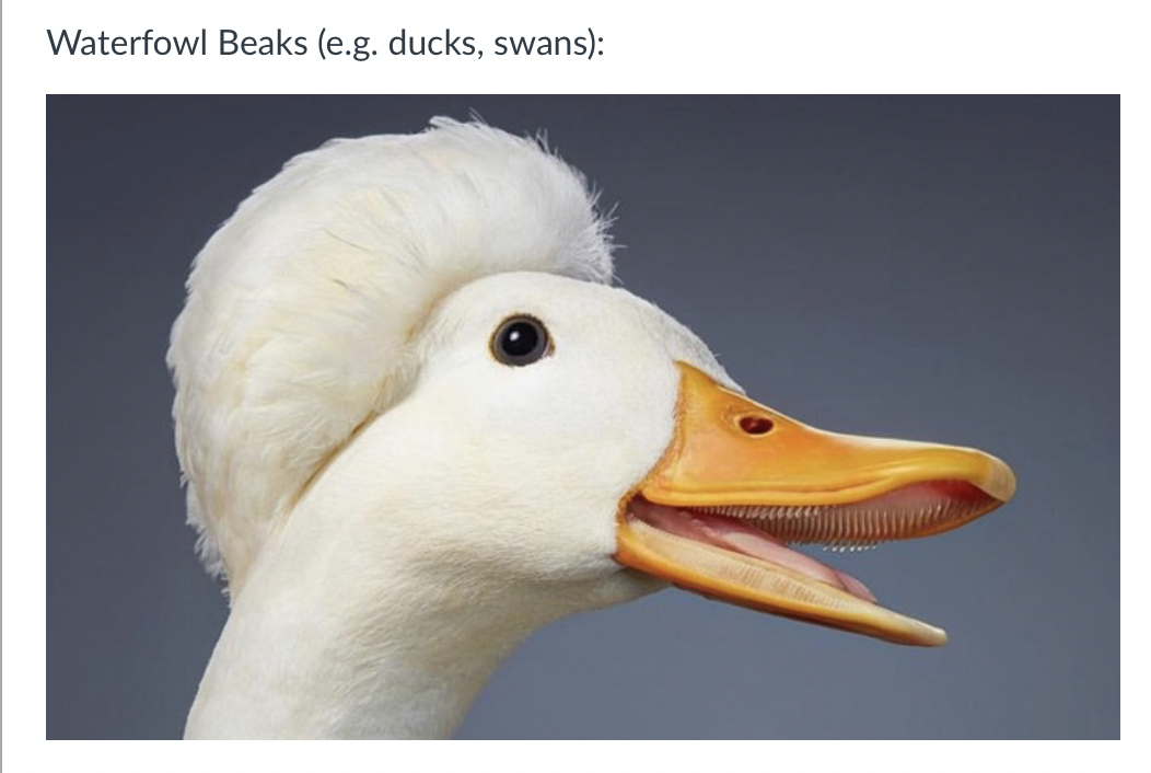 Solved Below are photographs of beaks of four different | Chegg.com