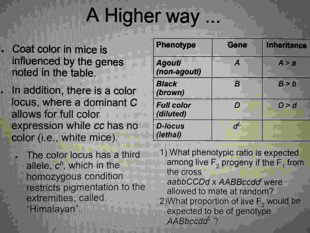 Solved A Higher way Phenotype Gene Inheritance Coat color in | Chegg.com