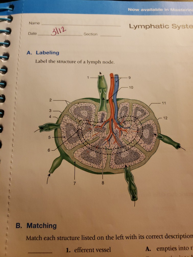 Solved Now Available In Ma Name Lymphatic Syste Date Section