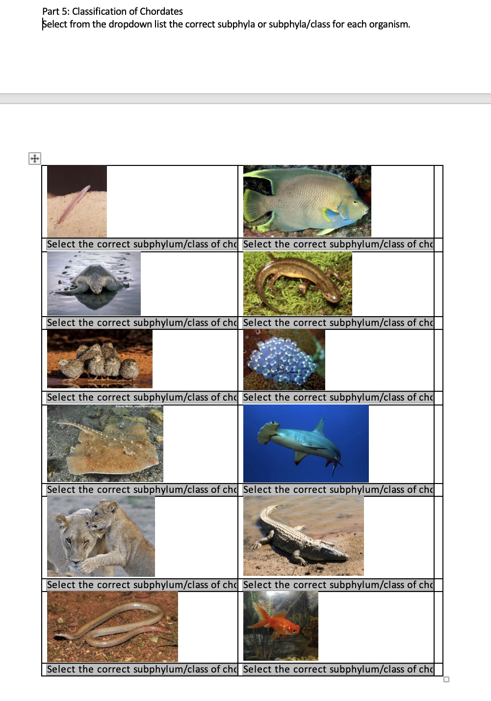 Solved Part 5: Classification of Chordates Select from the | Chegg.com