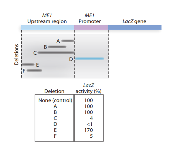 Solved A muscle enzyme called ME is produced by | Chegg.com