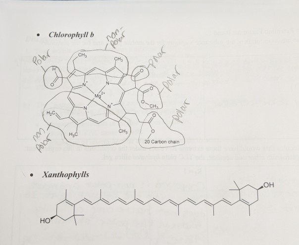 Solved 4. For each spinach pigment shown below - draw | Chegg.com