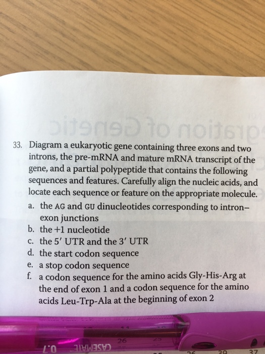 Solved Diagram a eukaryotic gene containing three exons and | Chegg.com
