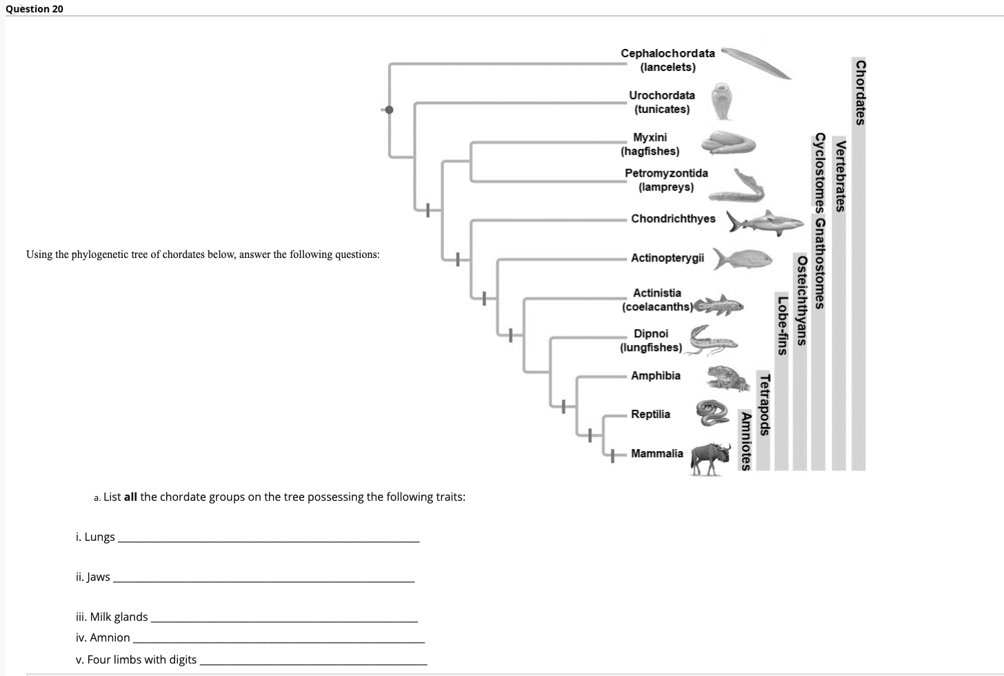 Actinopterygii Phylogenetic Tree