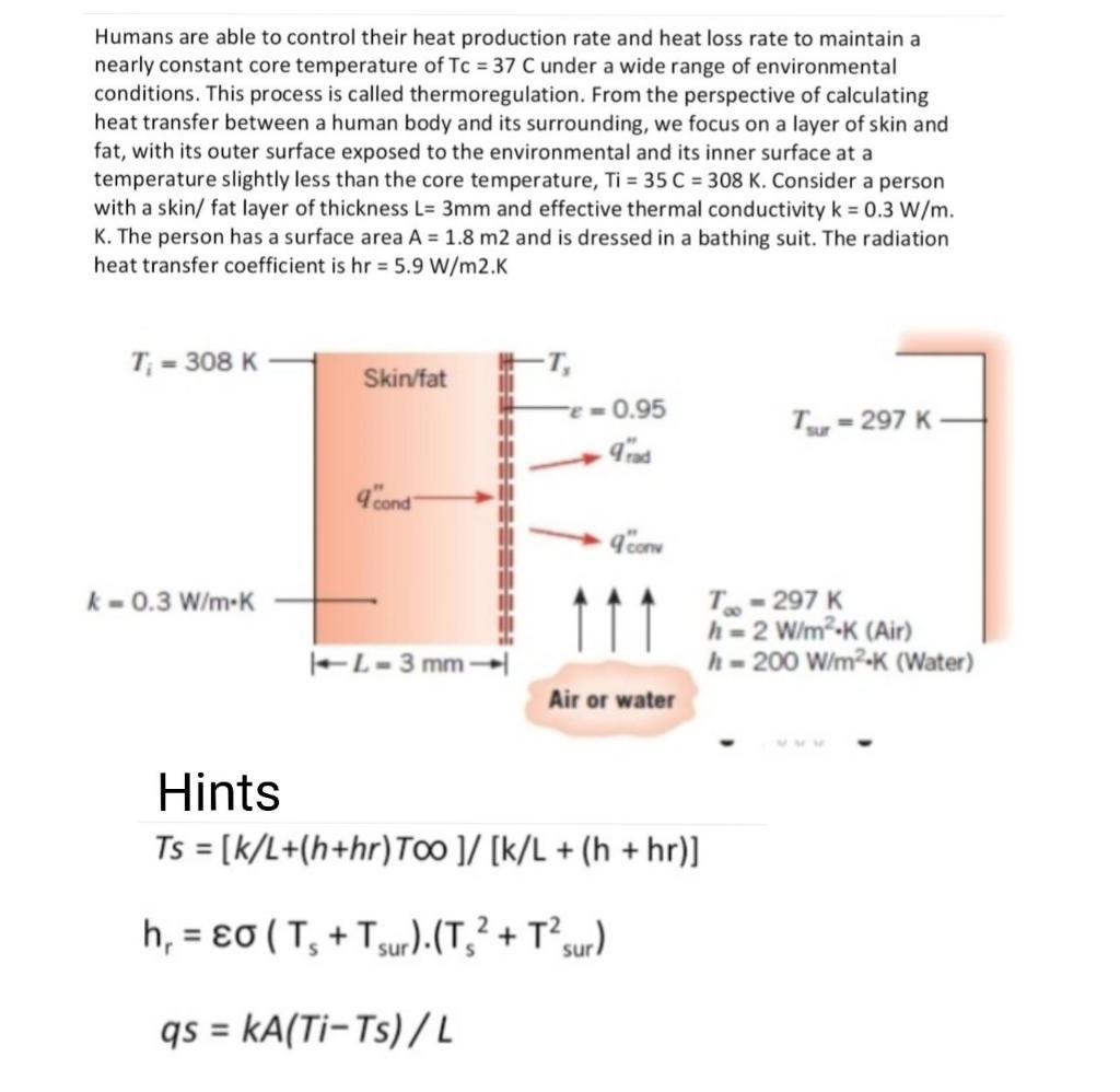Humans are able to control their heat production rate | Chegg.com