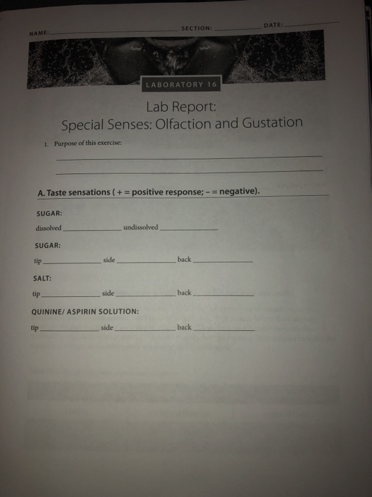 Solved SECTION DATE: NAME: LABORATORY 16 Lab Report: Special | Chegg.com