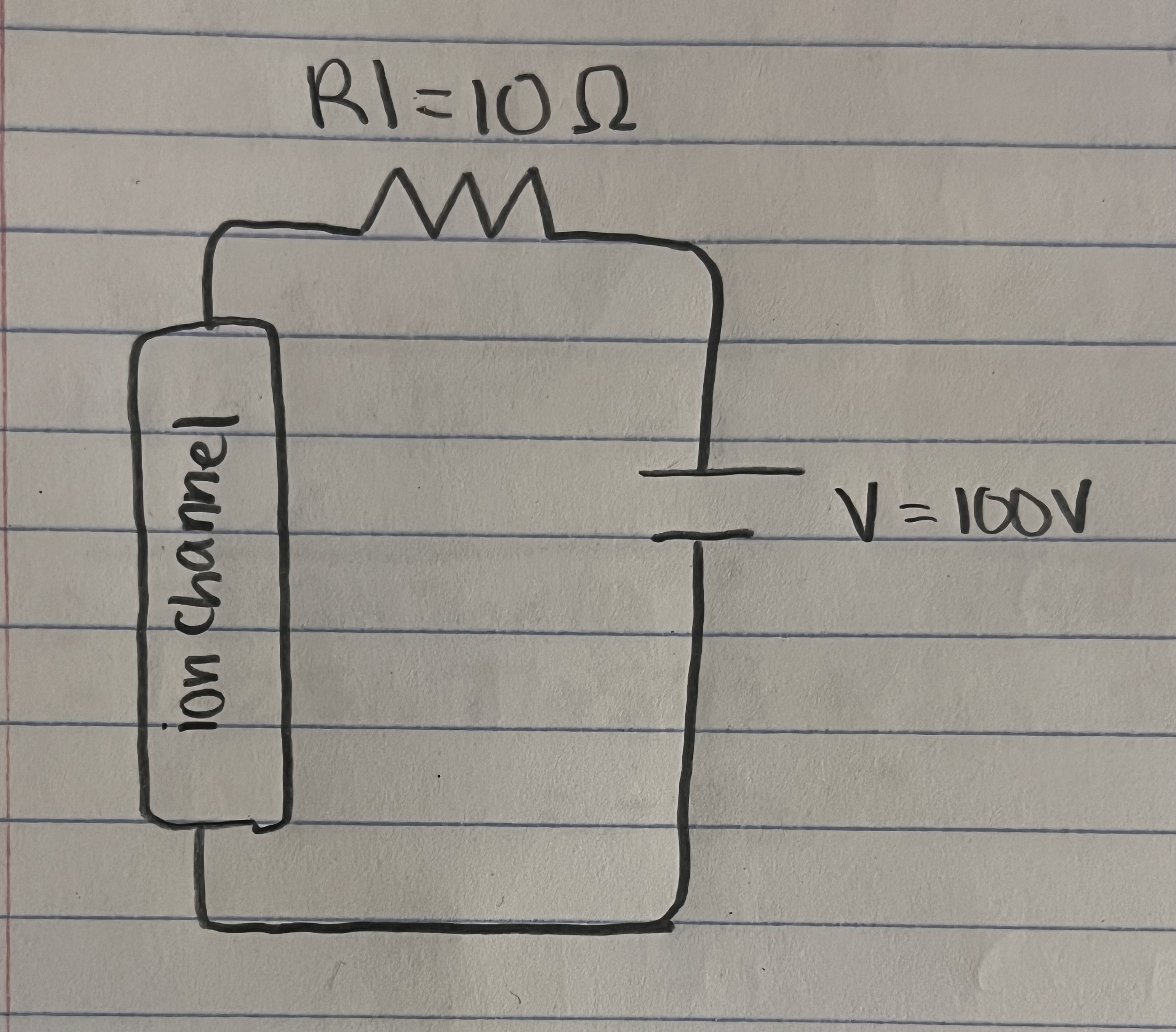 Solved A single ion channel is selectively permeable to K+. | Chegg.com