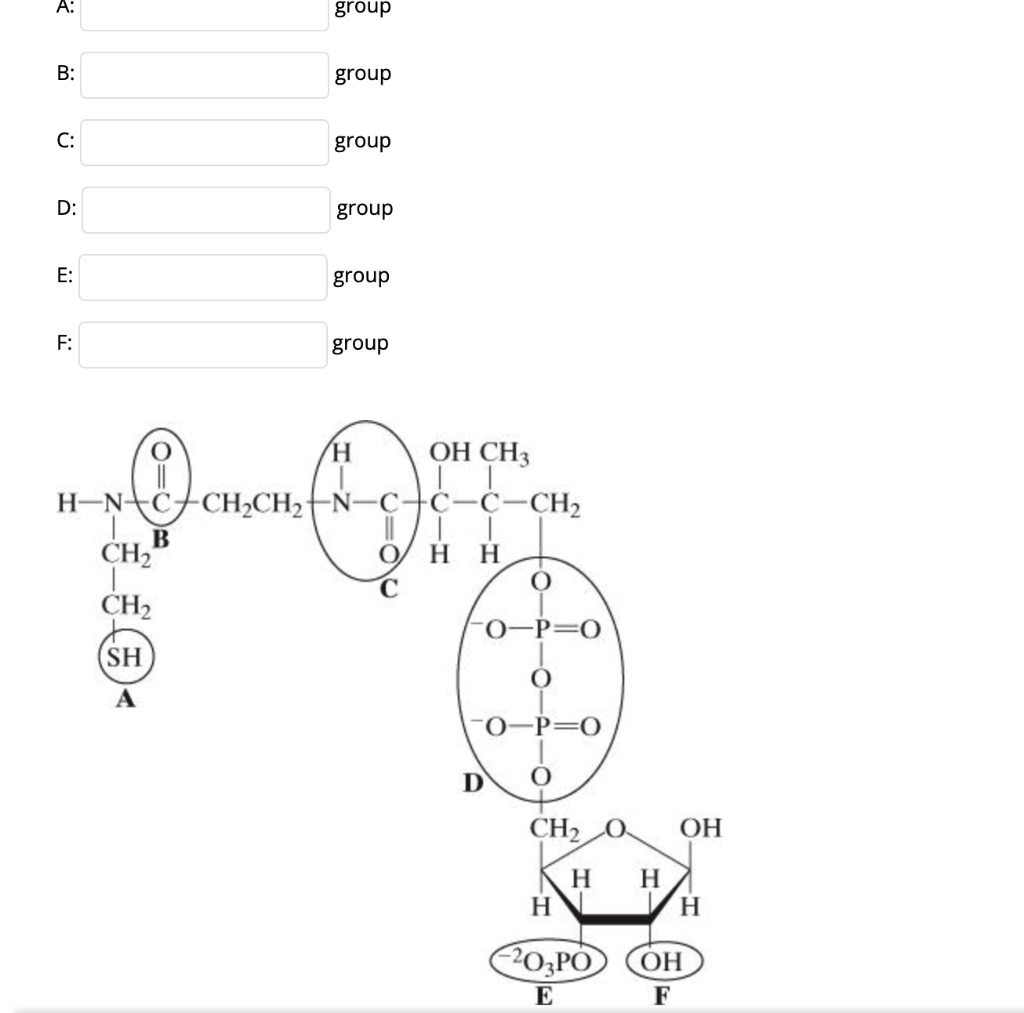 Solved Identify the circled functional groups of the | Chegg.com