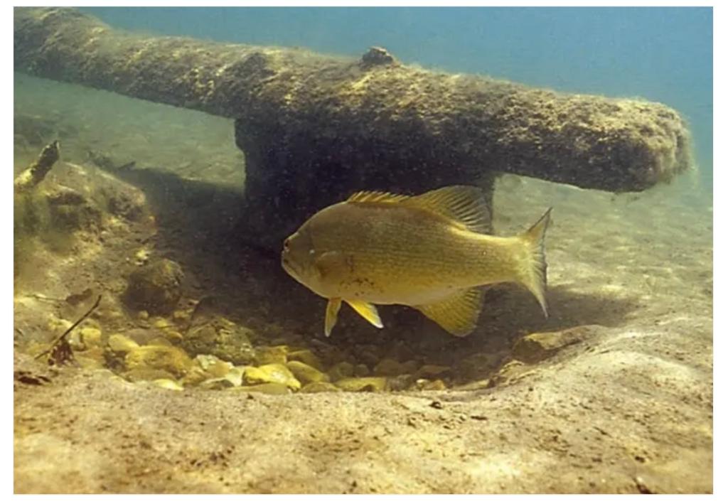 Solved In smallmouth bass, parental care of young – | Chegg.com