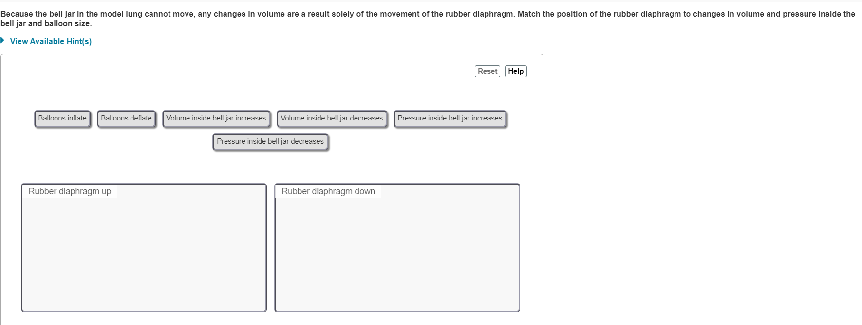 Solved Because the bell jar in the model lung cannot move, | Chegg.com