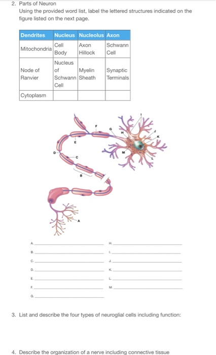 Solved 2. Parts of Neuron Using the provided word list, | Chegg.com