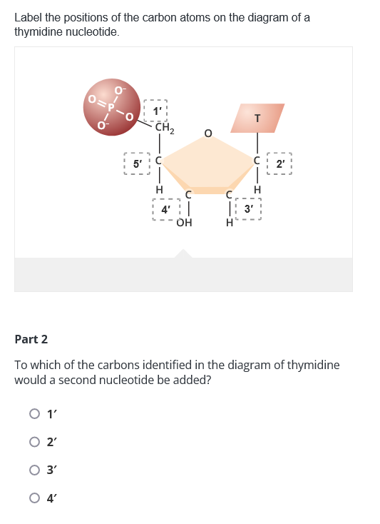 Solved Label the positions of the carbon atoms on the | Chegg.com