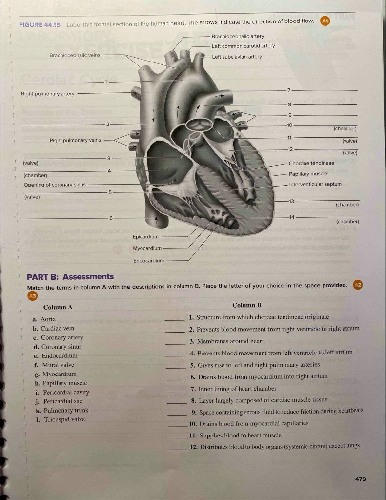 Solved A1 FIGURE 44.15 Label this frontal section of the | Chegg.com