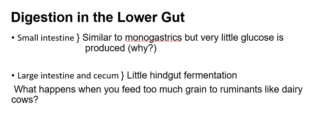 Solved Digestion in the Lower Gut Small intestine Similar to | Chegg.com