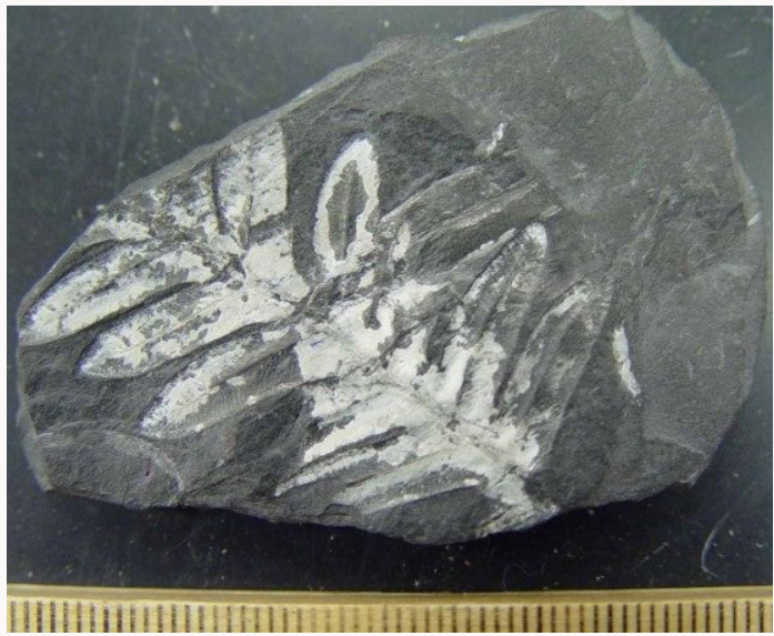 Chemically and/or Organically Formed Sedimentary | Chegg.com