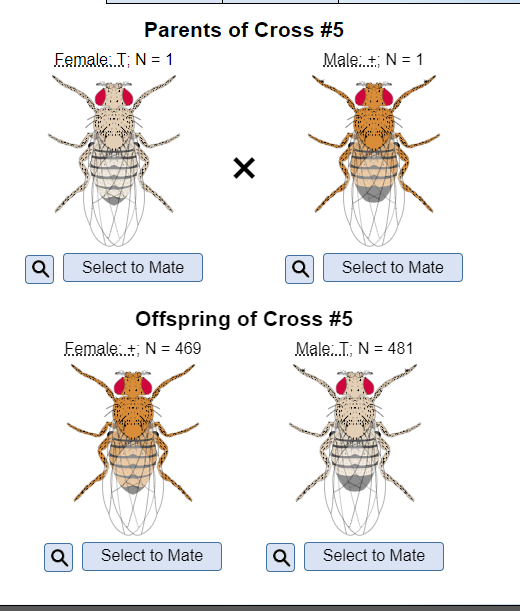 Solved 3. Cross a female fly with a tan body with a | Chegg.com