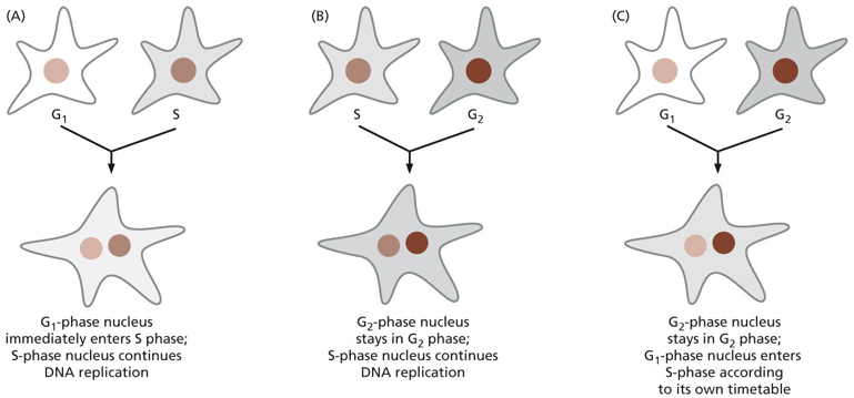 Solved 4. (8 points) Early clues about the regulation of S | Chegg.com