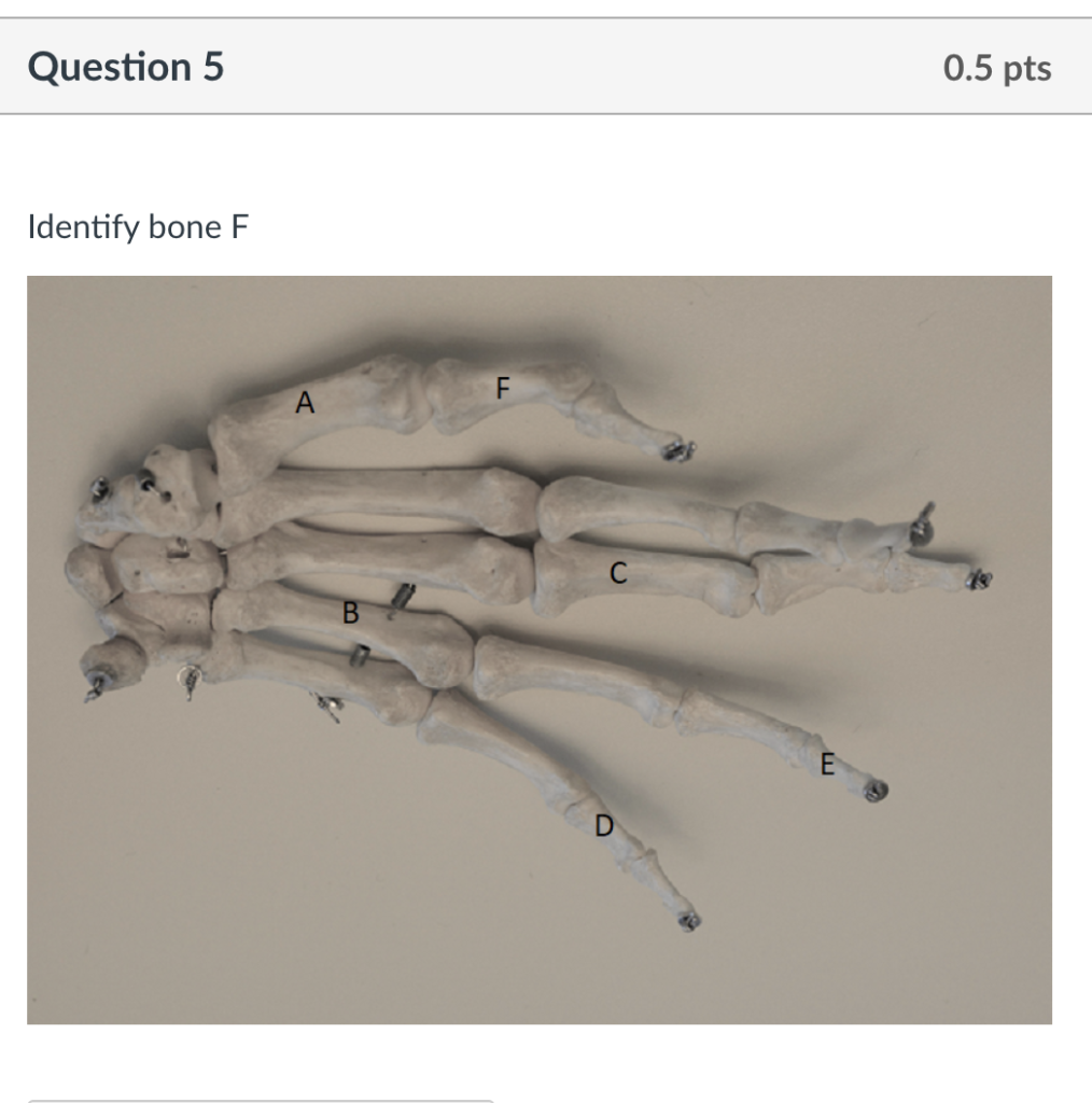 Solved Identify bone AIdentify bone F | Chegg.com