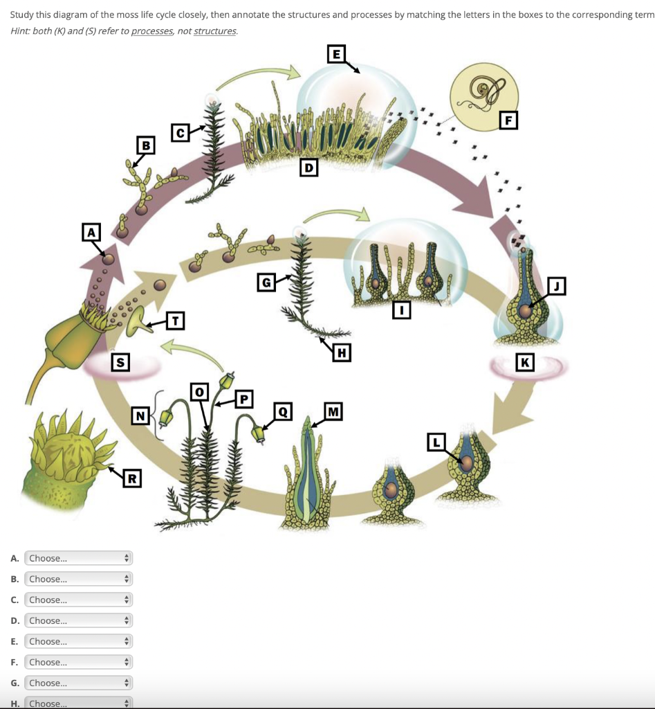 Solved Study this diagram of the moss life cycle closely, | Chegg.com