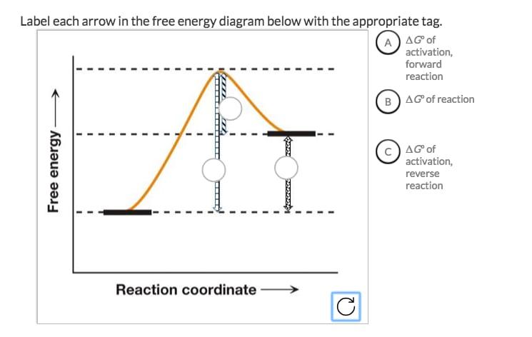 Solved Label each arrow in the free energy diagram below | Chegg.com