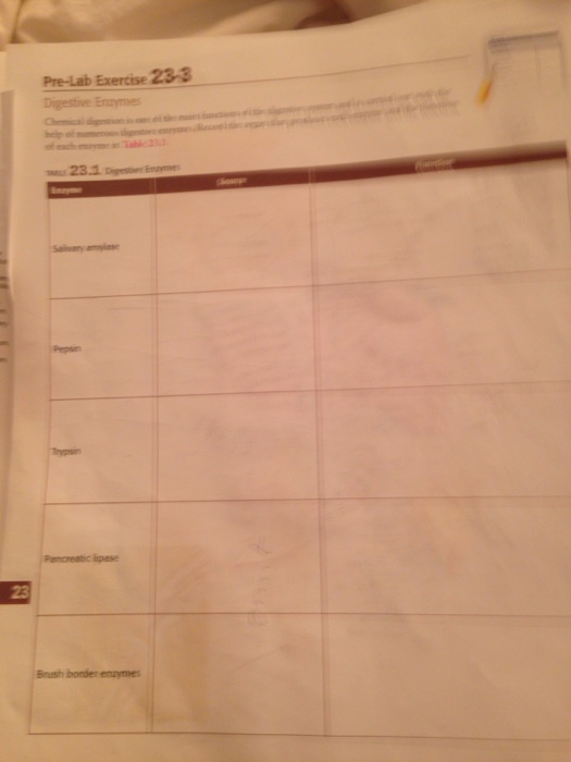 Solved Pre-Lab Exercise 233 Digestive Enzymes Brush border | Chegg.com