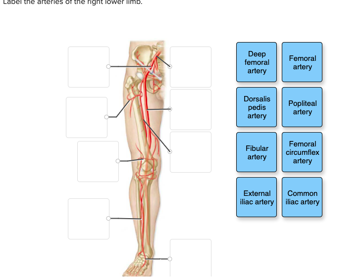 Solved Label the arteries of the right lower limb. Deep | Chegg.com