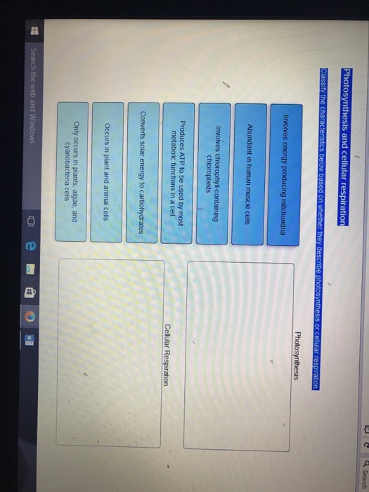Solved Photosynthesis and cellular respiration Classify the | Chegg.com