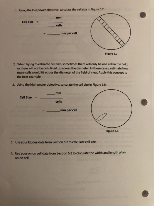 Solved 1. Using the low power objective, calculate the cell | Chegg.com