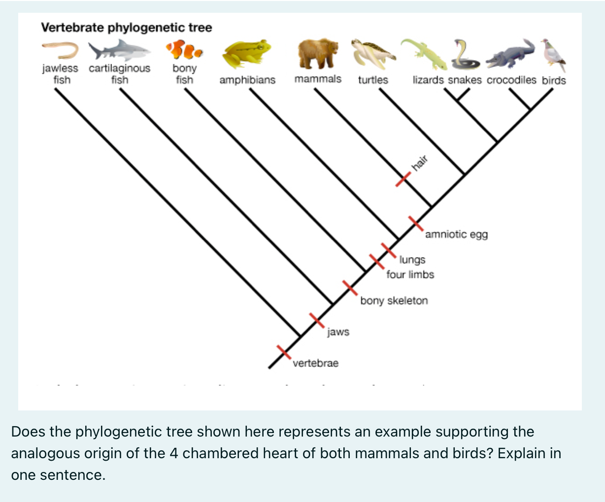 Solved Sheila was wondering if she may have strep throat, | Chegg.com