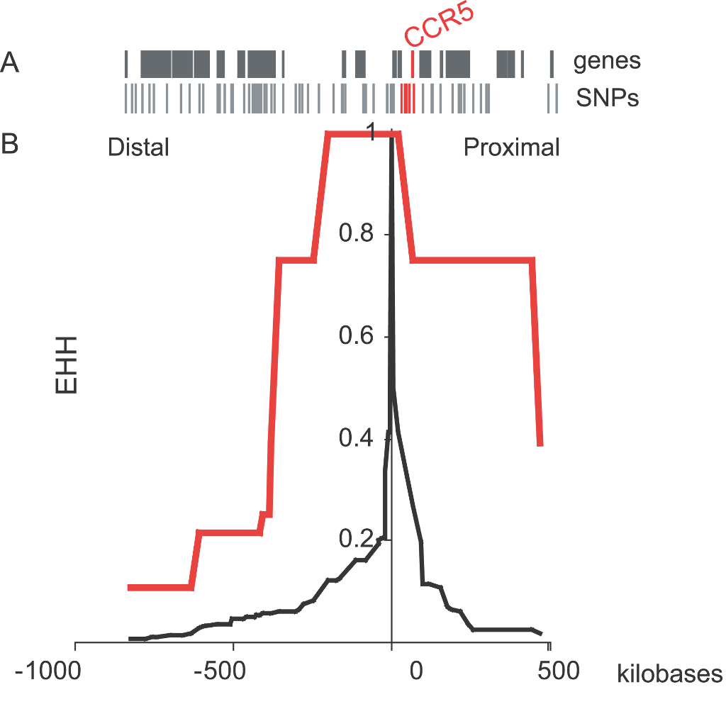 CCR-5 is a chemokine receptor on white blood cells. | Chegg.com
