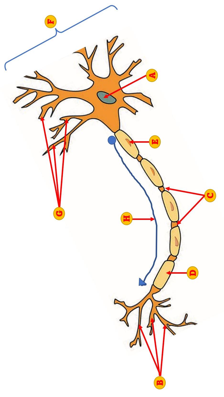 Solved Identify the content of a Neuron and each component's | Chegg.com