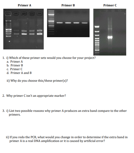 Solved Primer A Primer B Primer C ווווווווו 1. i) Which of | Chegg.com