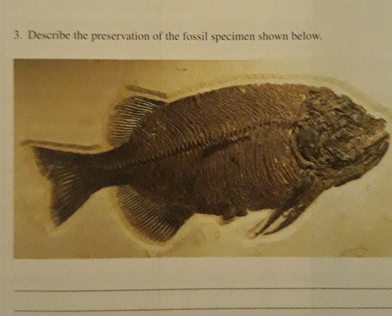 Solved race Fossils Exercises 6. Examine the specimen in the | Chegg.com Solved race Fossils Exercises 6. Examine the specimen in the | Chegg.com