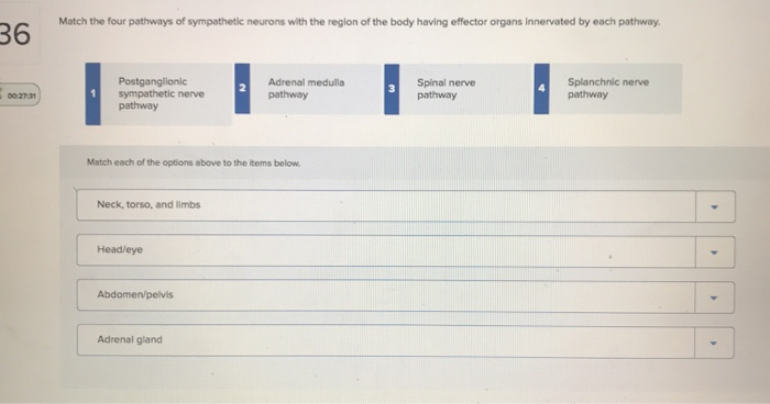 Solved Match the four pathways of sympathetic neurons with | Chegg.com