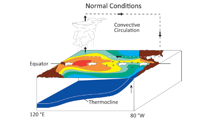 Solved Normal Conditions Convective Circulation Equator | Chegg.com
