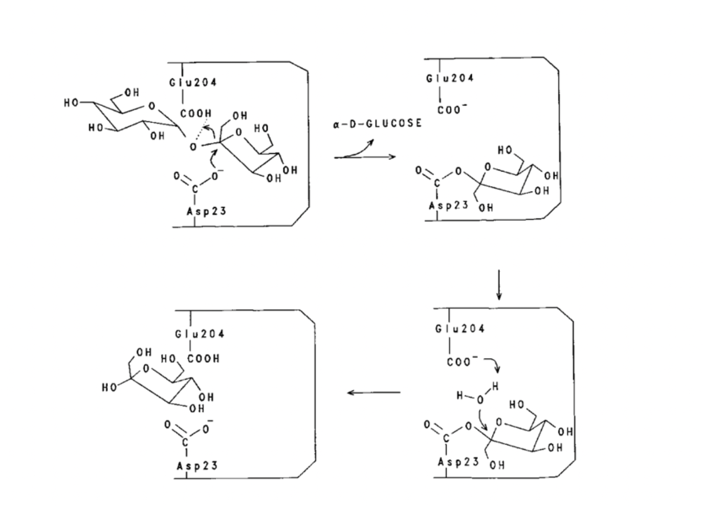 Solved The proposed catalytic mechanism of invertase | Chegg.com