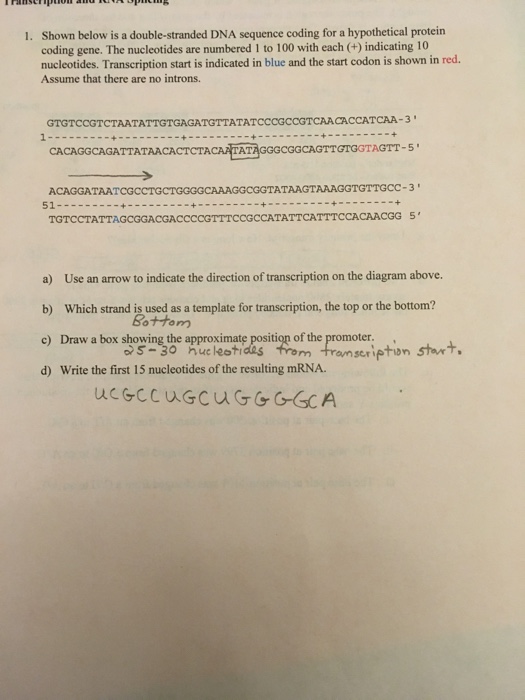 Solved 1. Shown below is a double-stranded DNA sequence | Chegg.com