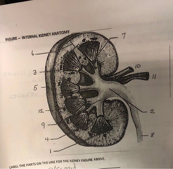 Solved FIGURE-INTERNAL KIDNEY ANATOMY 5 12. 8 LABEL THE | Chegg.com Solved FIGURE-INTERNAL KIDNEY ANATOMY 5 12. 8 LABEL THE | Chegg.com