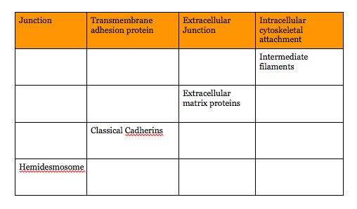 Solved Junction Transmembrane adhesion protein Extracellular | Chegg.com