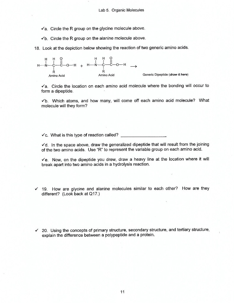 Solved Lab 5. Organic Molecules Lipids The structural | Chegg.com