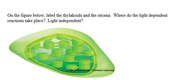 Solved On the figure below, label the thylakoids and the | Chegg.com