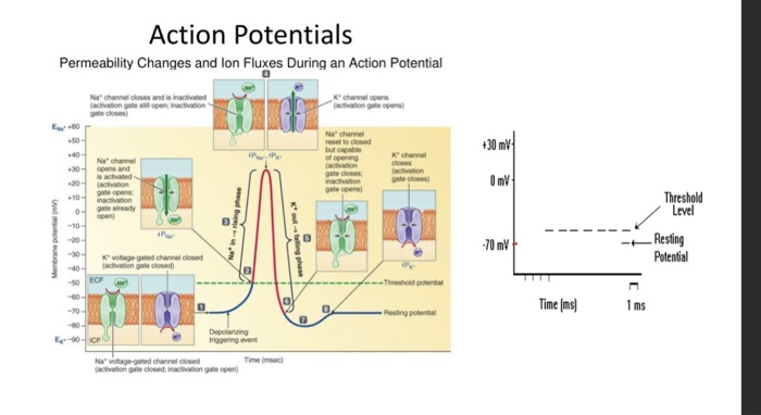 Solved Action Potentials Permeability Changes and lon Fluxes | Chegg.com