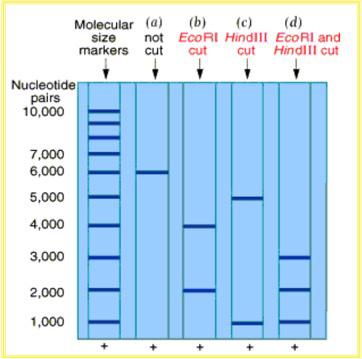 Solved Exercise restriction enzymes • Obtain the genetic map | Chegg.com