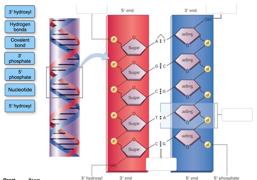 Solved 1. In this diagram of bidirectional DNA replication, | Chegg.com