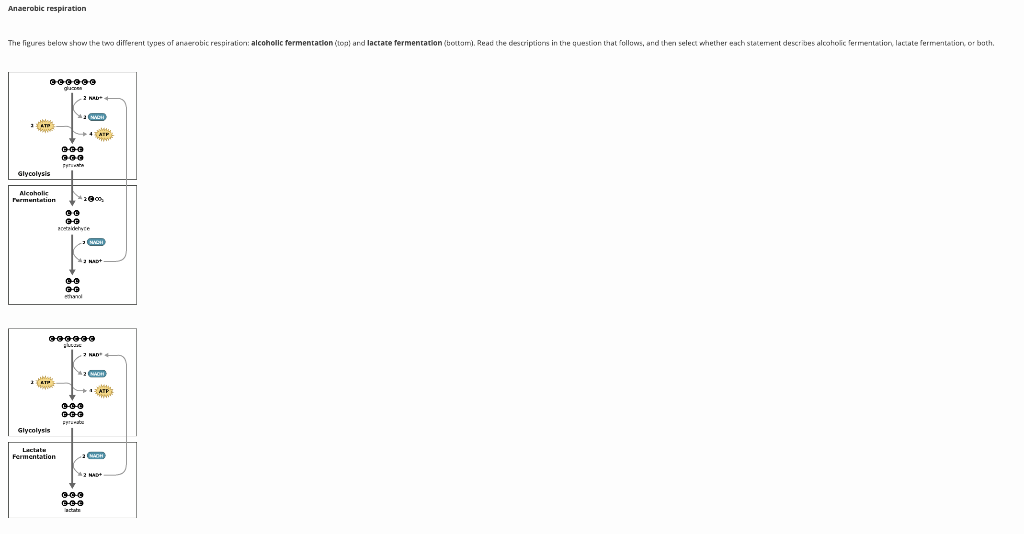 Solved Anaerobic respiration The ligures below show the two | Chegg.com