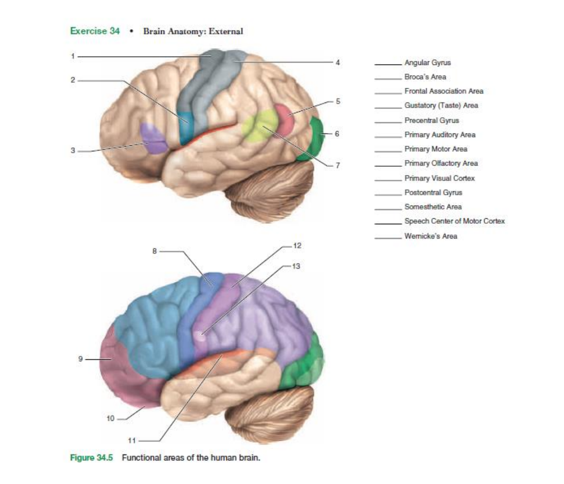 Solved 5 9 6 7 10 Arachnoid Mater Pia Mater 8 Cerebrum Skull | Chegg.com