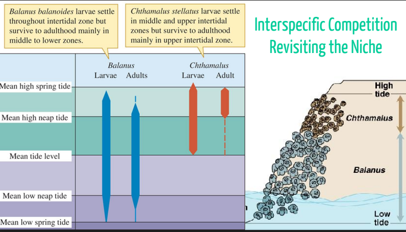 Solved Balanus balanoides larvae settle throughout | Chegg.com