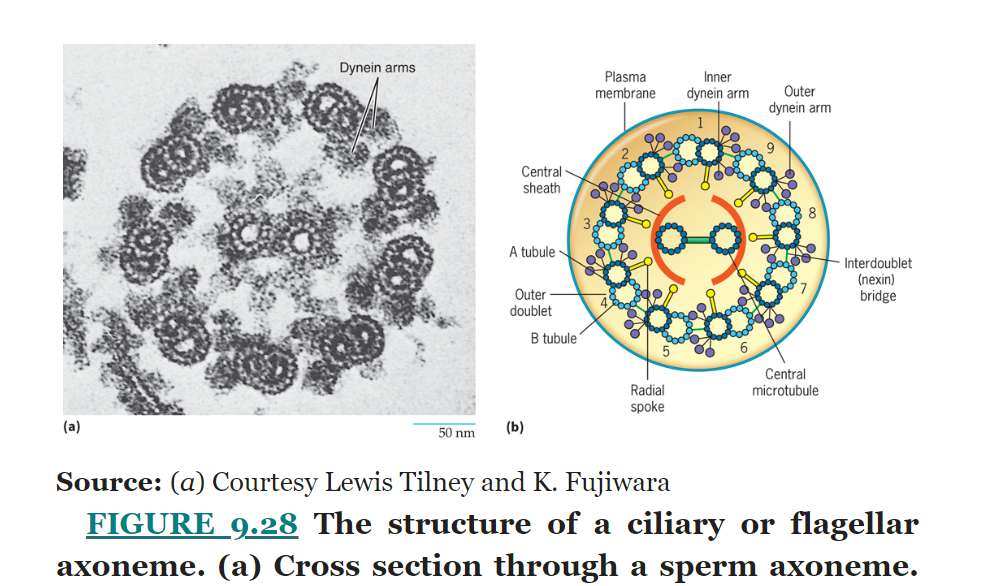 Solved What features depicted in Figures 9.28 and 9.30 in | Chegg.com
