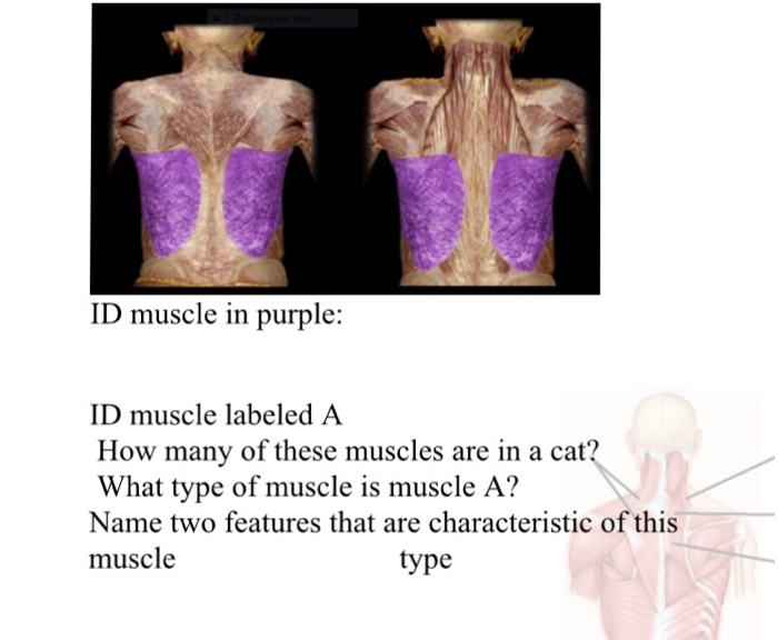 ID muscle in purple: ID muscle labeled A How many of | Chegg.com